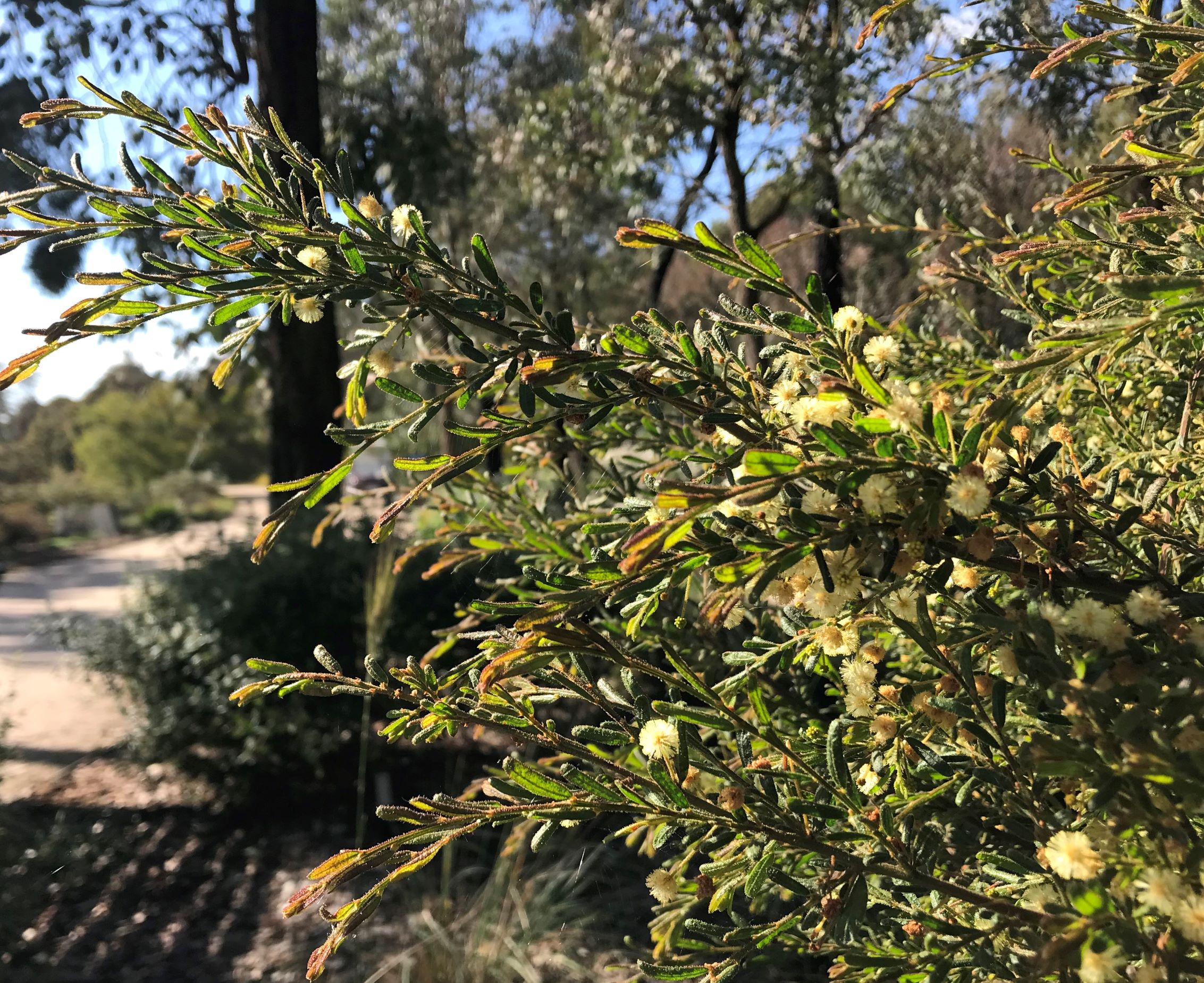 Ironbark Garden | Royal Botanic Gardens Victoria