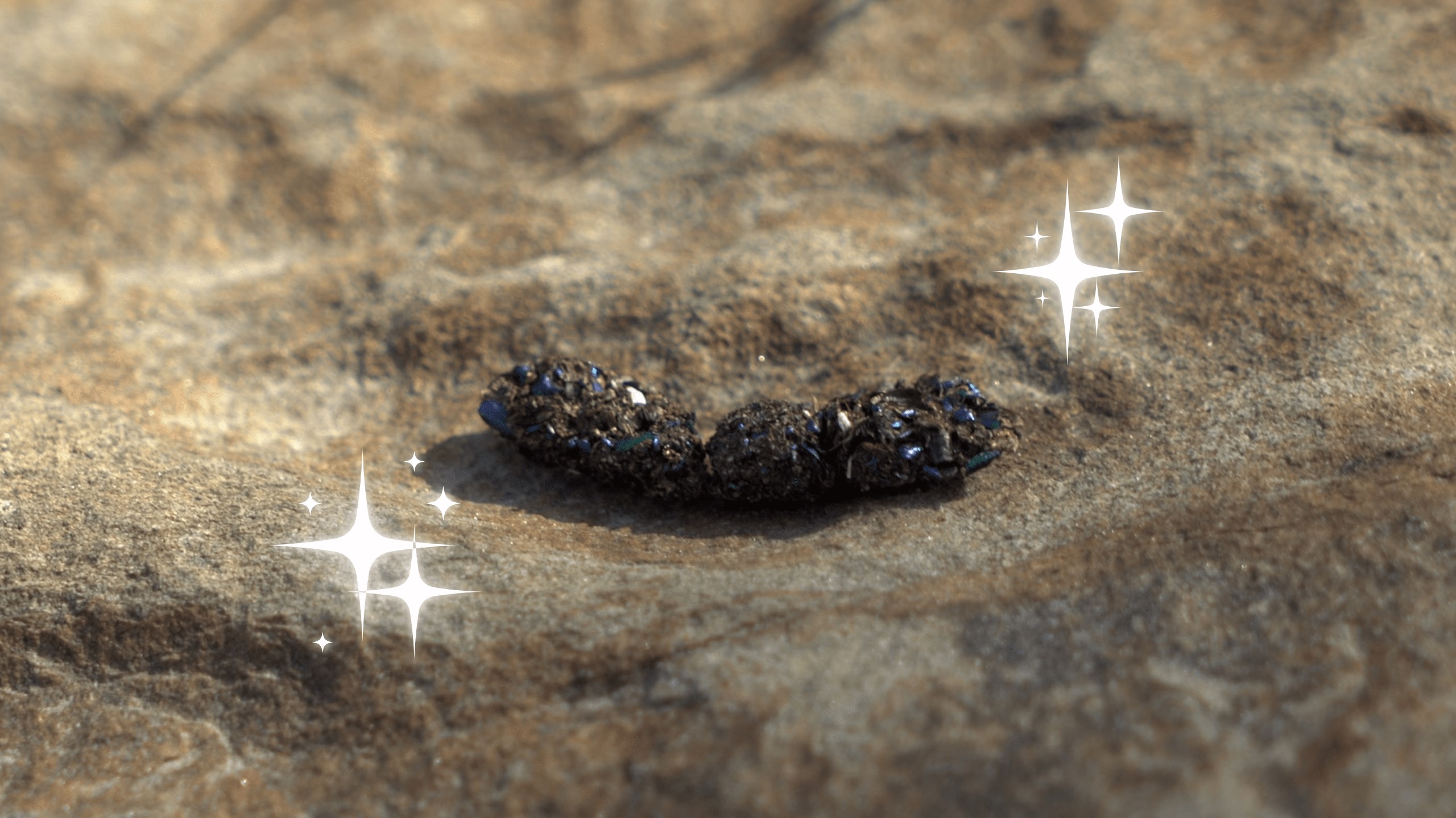 All about Southern Brown Bandicoots | Royal Botanic Gardens Victoria