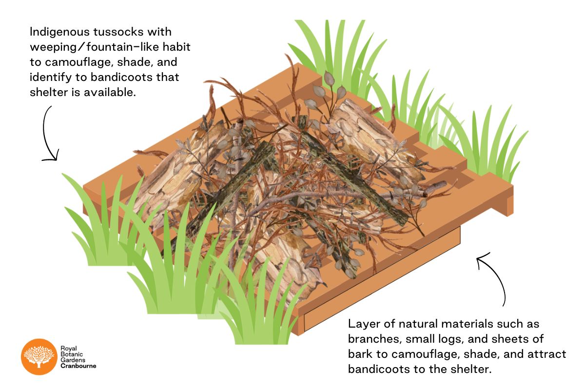 Plant for Bandicoots | Royal Botanic Gardens Victoria
