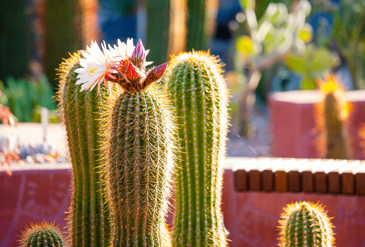 Biomimicry | Royal Botanic Gardens Victoria