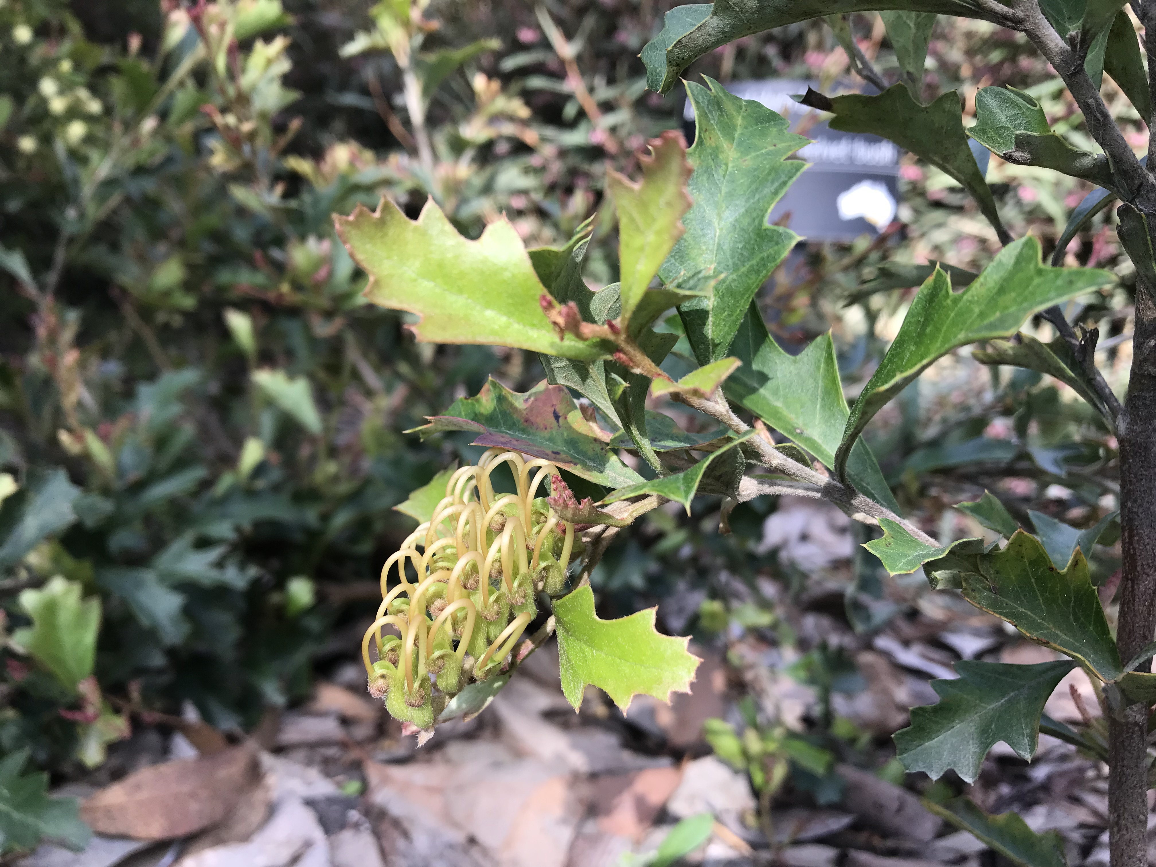 Ironbark Garden | Royal Botanic Gardens Victoria
