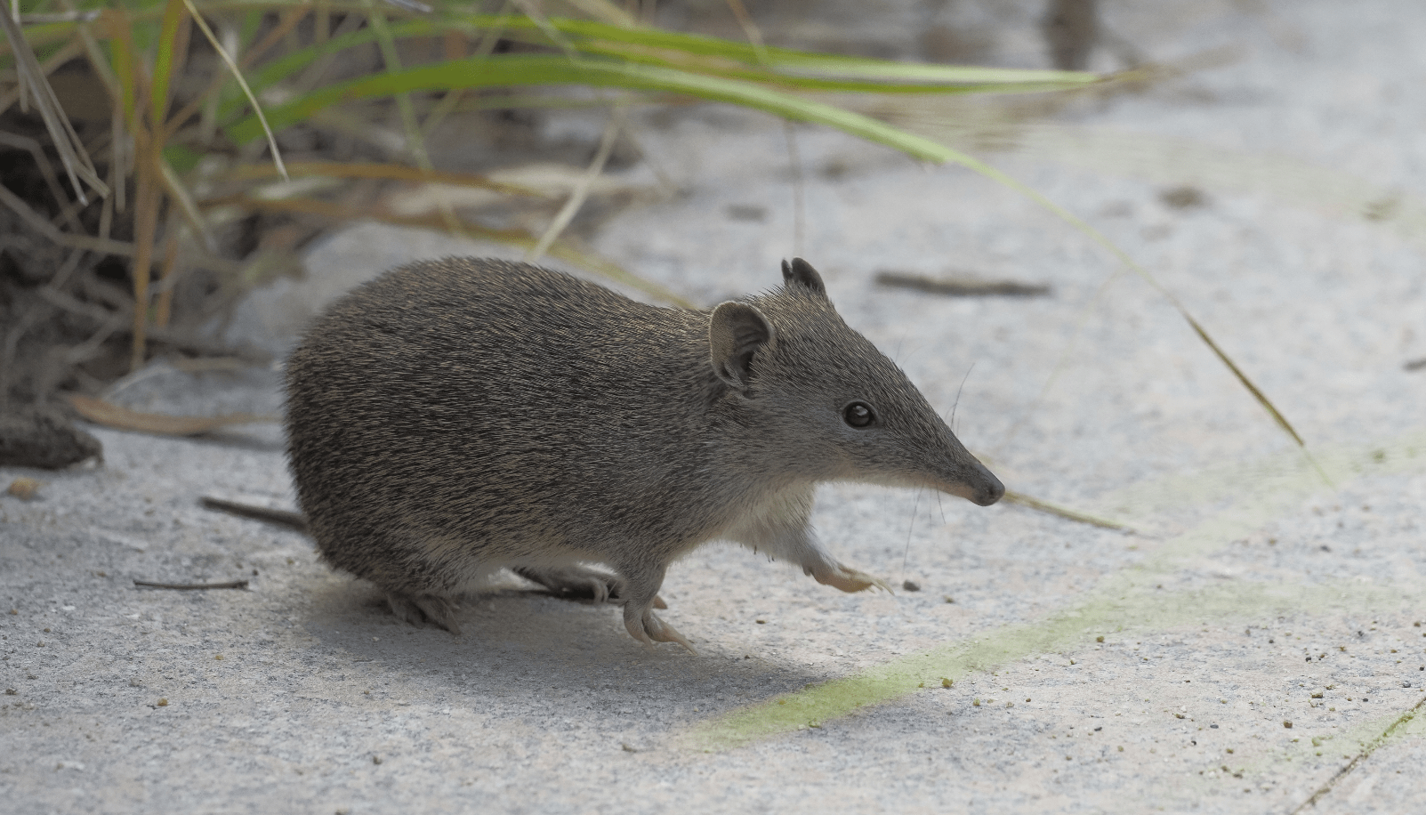Southern Brown Bandicoot | Royal Botanic Gardens Victoria