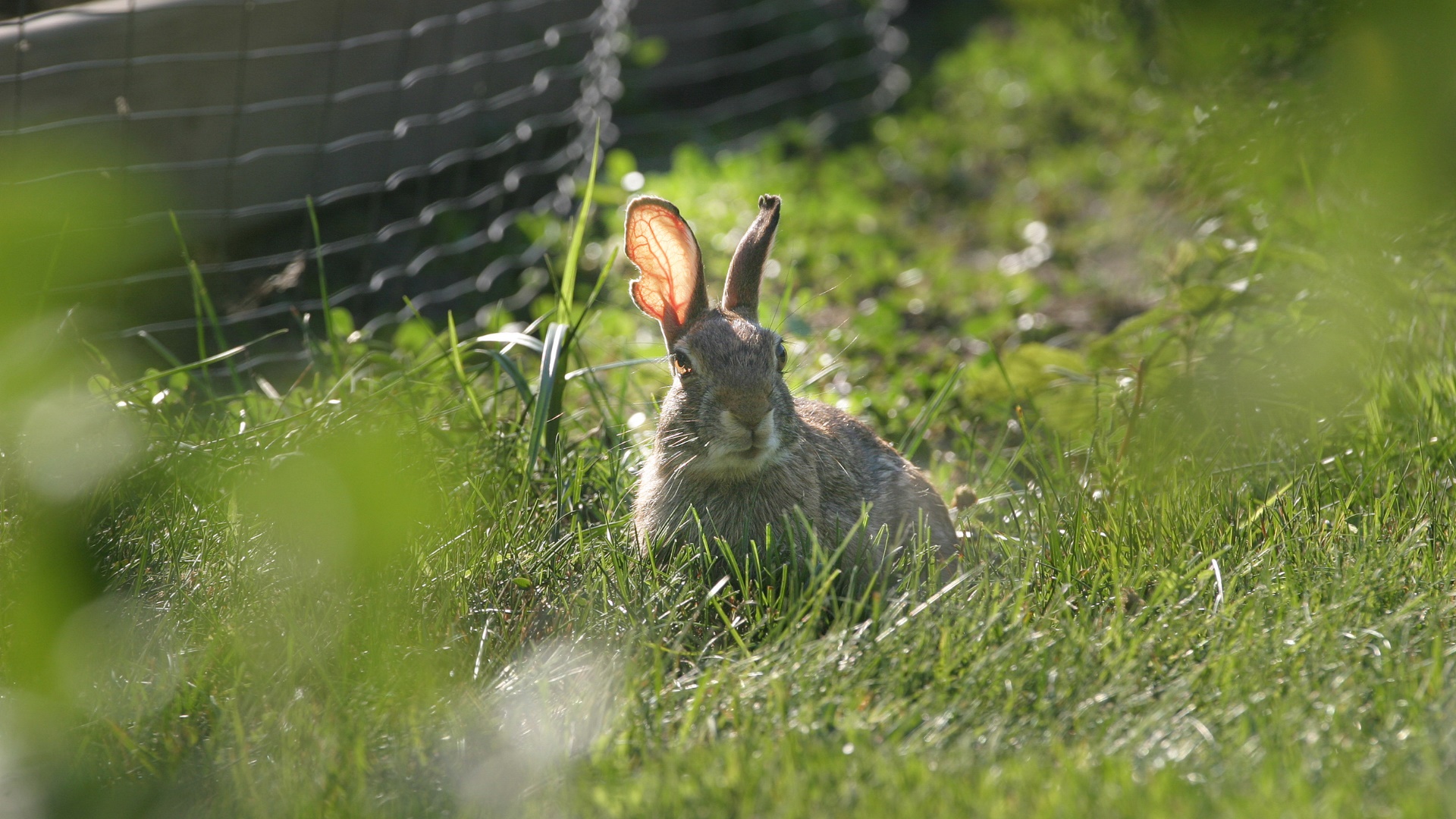Bait | Royal Botanic Gardens Victoria