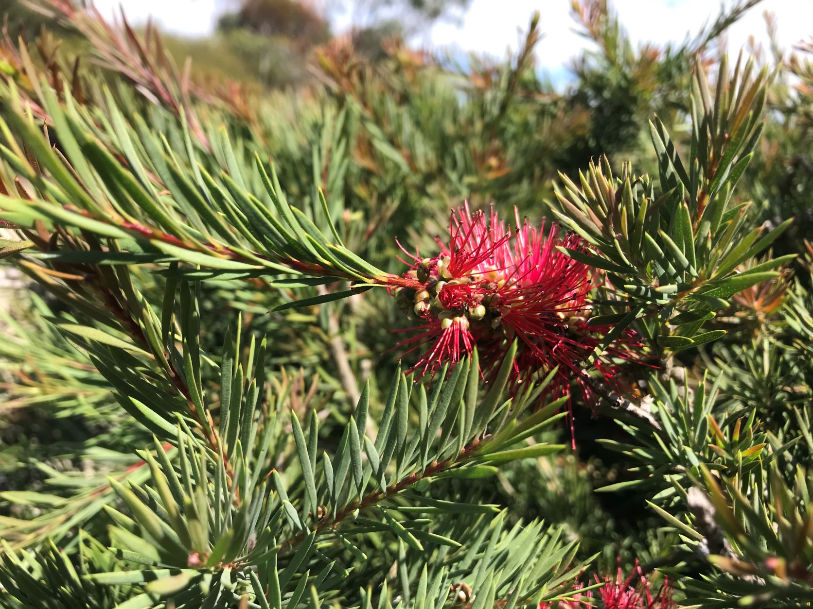 Arbour Garden | Royal Botanic Gardens Victoria