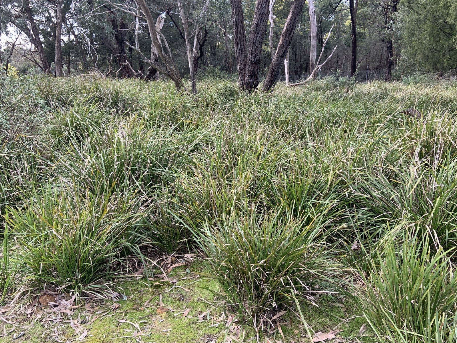 Plant for Bandicoots | Royal Botanic Gardens Victoria